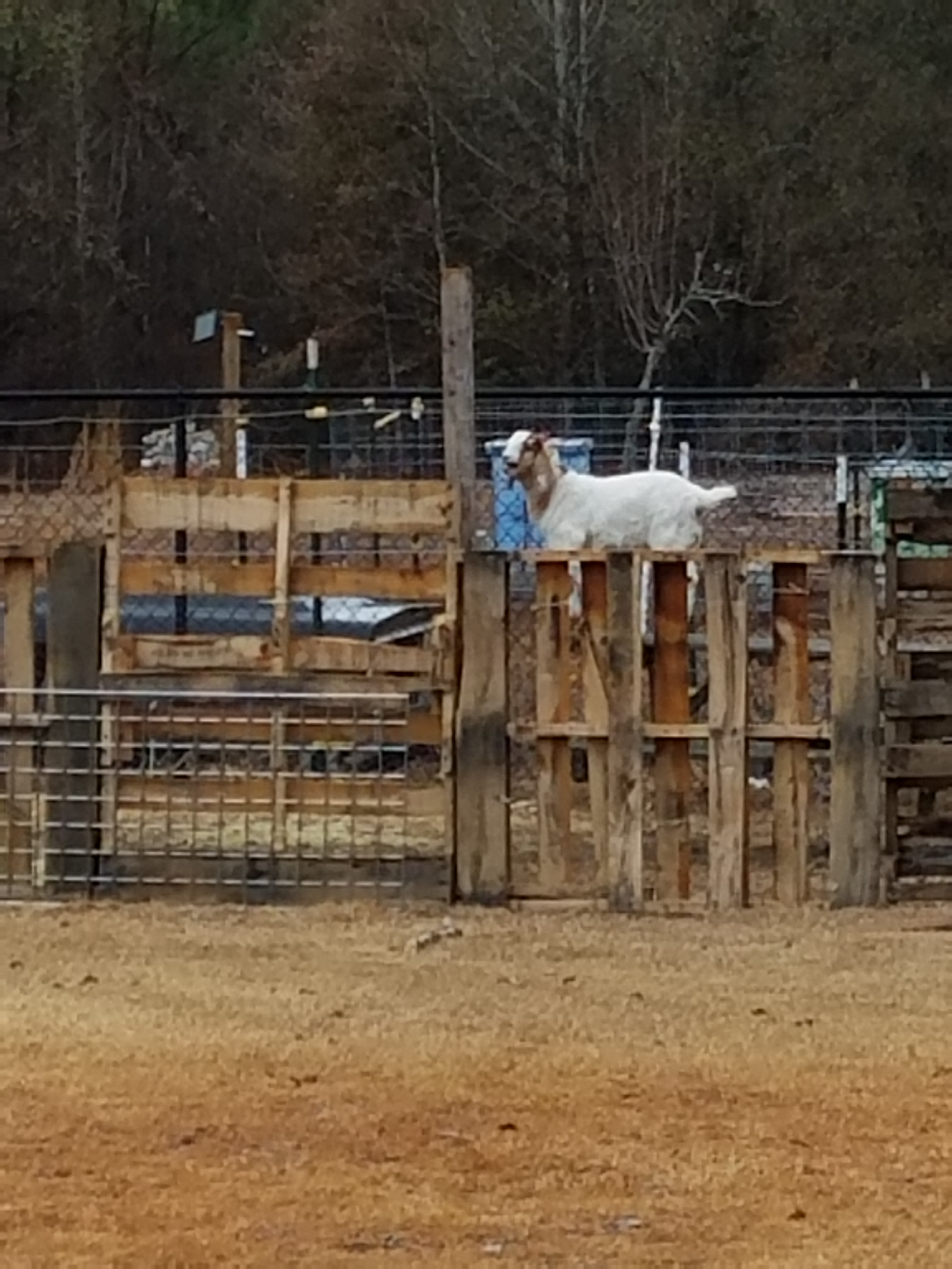 Homestead Homeschool: Our 4-H Goat – The Schoolin' Swag Blog