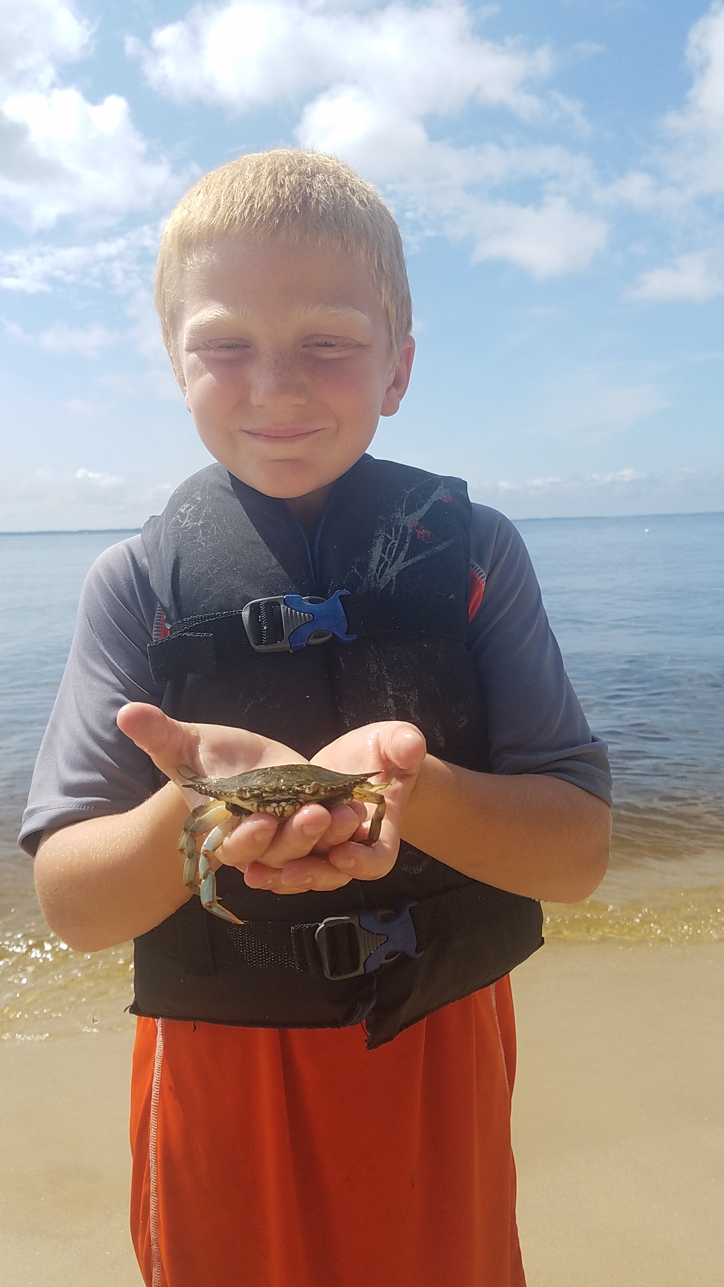 Resources and Ideas for Apologia Swimming Creatures of the Fifth Day ...