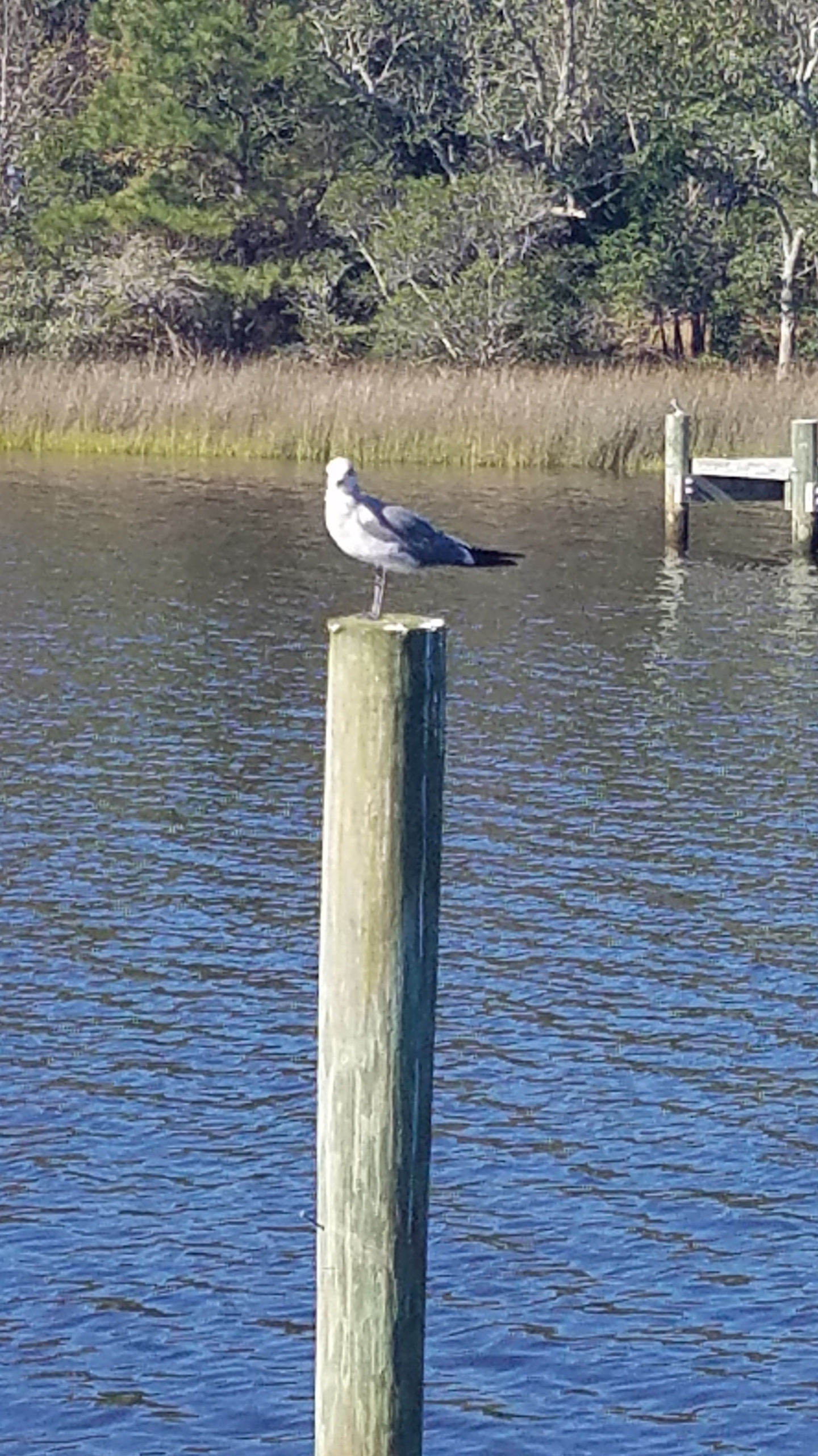 Resources and Ideas for Apologia Flying Creatures of the Fifth Day ...